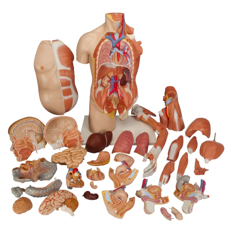 Life-Size Dual Sex Torso with Muscle Arm (33-Part) - MedicalSupplies.co.uk