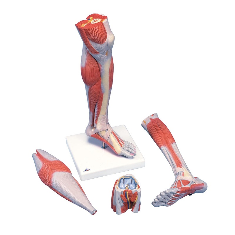 Life-Size Lower Muscle Leg Model with Knee (3-Part) - MedicalSupplies.co.uk