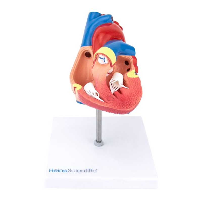Lifesize Two-Part Human Heart Model - MedicalSupplies.co.uk