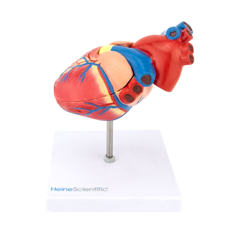 Lifesize Two-Part Human Heart Model - MedicalSupplies.co.uk
