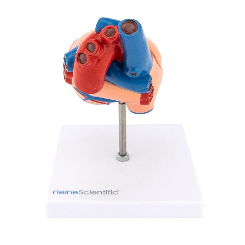 Lifesize Two-Part Human Heart Model - MedicalSupplies.co.uk