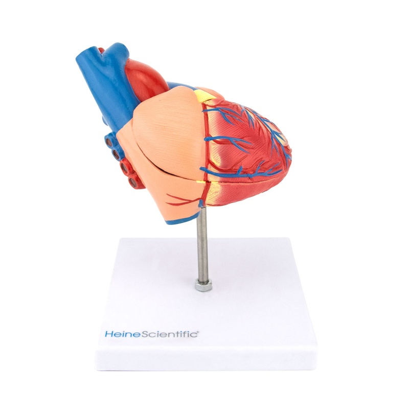 Lifesize Two-Part Human Heart Model - MedicalSupplies.co.uk