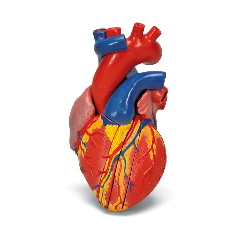 Magnetic Heart Model, Life-Size (5-Part) - MedicalSupplies.co.uk