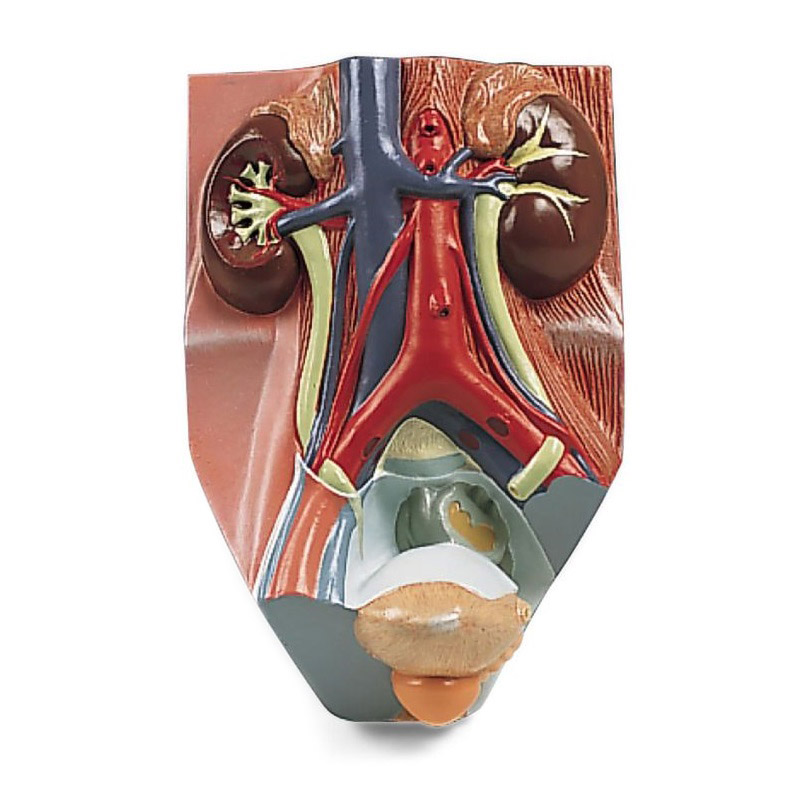 Male Urinary System Model - MedicalSupplies.co.uk