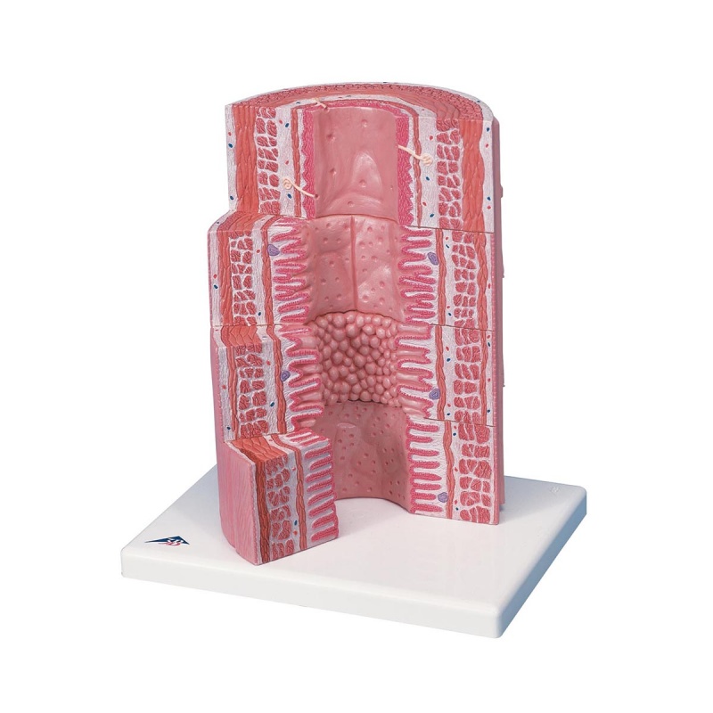 MICROanatomy Digestive System Model - MedicalSupplies.co.uk