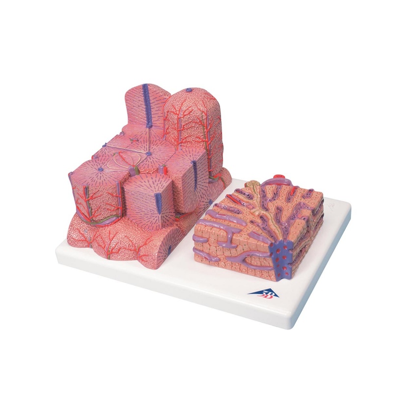MICROanatomy Liver Model - MedicalSupplies.co.uk