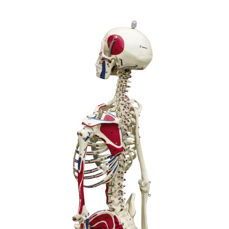 Rudiger Mini Skeleton with Muscle Painting - MedicalSupplies.co.uk