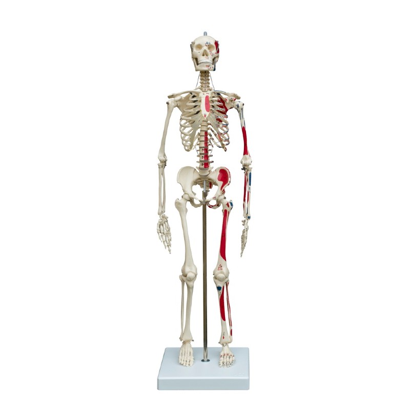 Rudiger Mini Skeleton with Muscle Painting - MedicalSupplies.co.uk