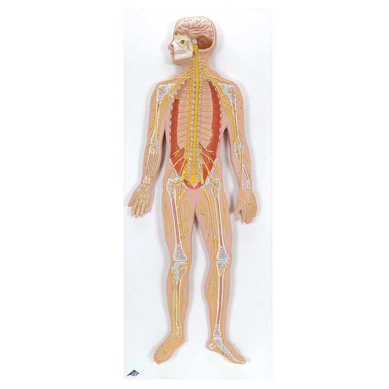 Nervous System Model - MedicalSupplies.co.uk