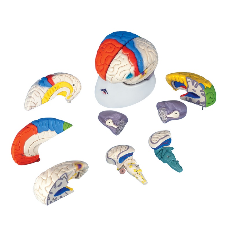 Neuro-Anatomical Brain Model (8-Part) - MedicalSupplies.co.uk