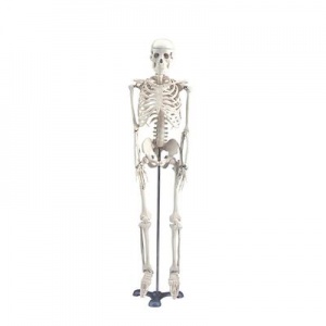 Anatomical Miniature Skeleton Model - MedicalSupplies.co.uk