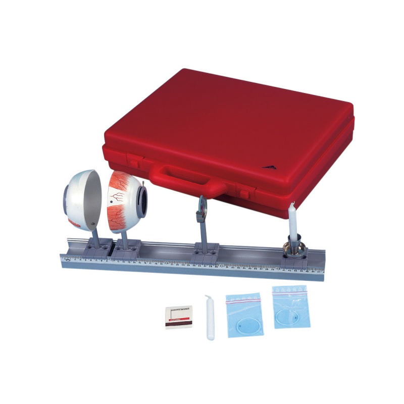 Physical Eye Model - MedicalSupplies.co.uk