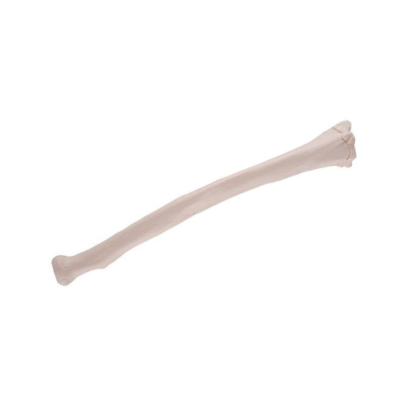Radius Bone Replica - MedicalSupplies.co.uk