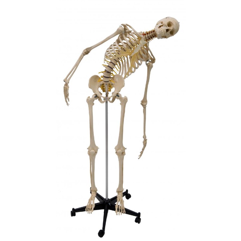 Rudiger Flexible Human Skeleton Model - MedicalSupplies.co.uk