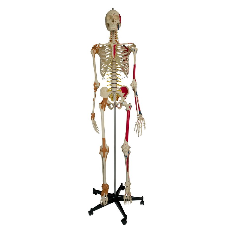 Human Skeleton Model Full Size