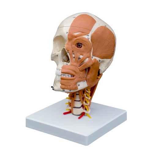 Rudiger Skull Model with Muscles and Spine - MedicalSupplies.co.uk