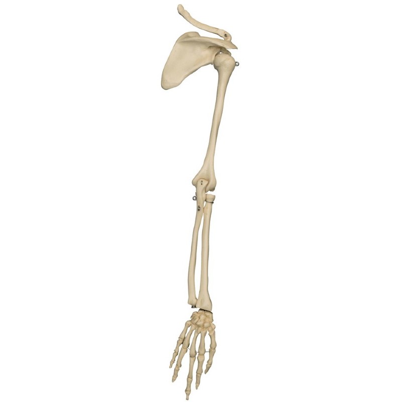Rudiger Mini Human Arm Model - MedicalSupplies.co.uk