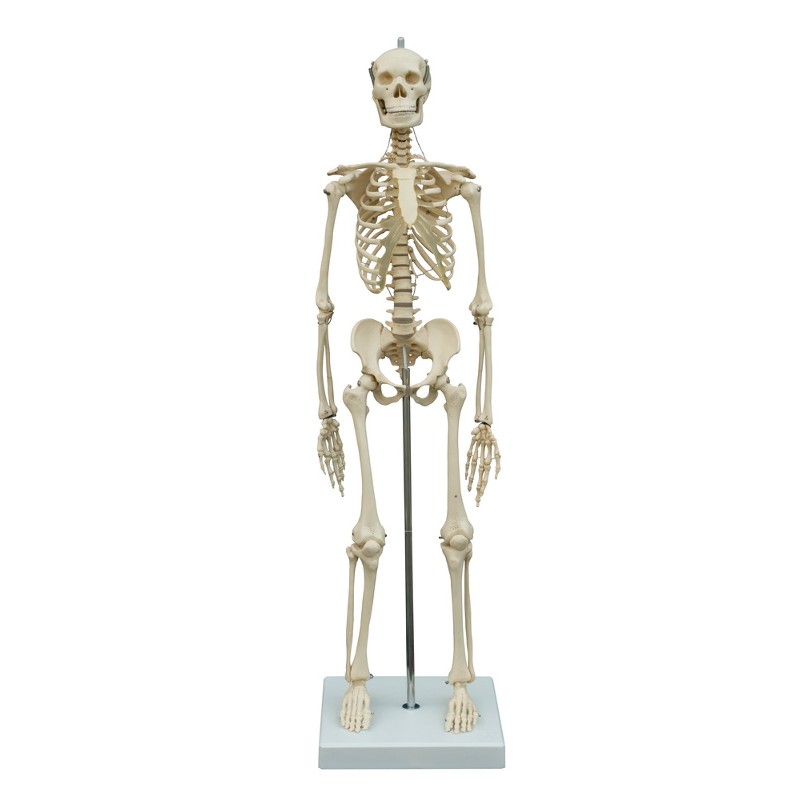 Rudiger Mini Human Skeleton Model - MedicalSupplies.co.uk