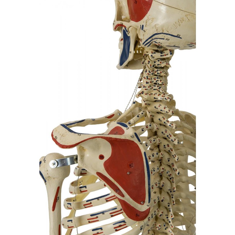 Rudiger Model Human Skeleton with Muscles - MedicalSupplies.co.uk