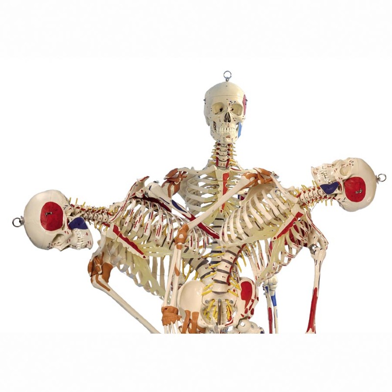 Rudiger Flexible Super Model Skeleton - MedicalSupplies.co.uk
