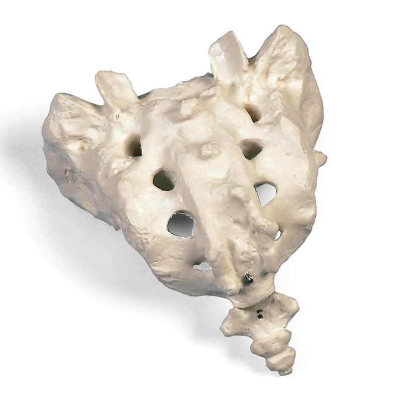 Sacrum and Coccyx Bone Replica - MedicalSupplies.co.uk