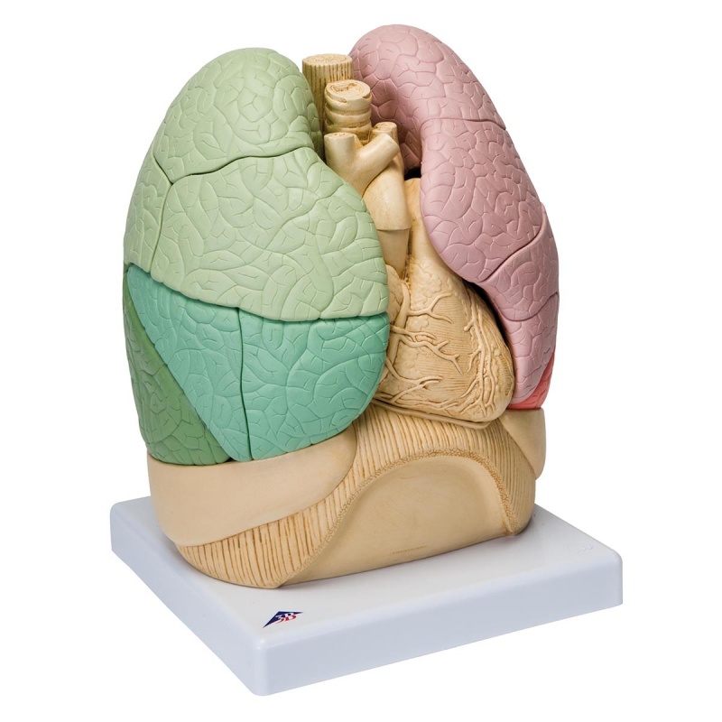 Segmented Lung Model - MedicalSupplies.co.uk