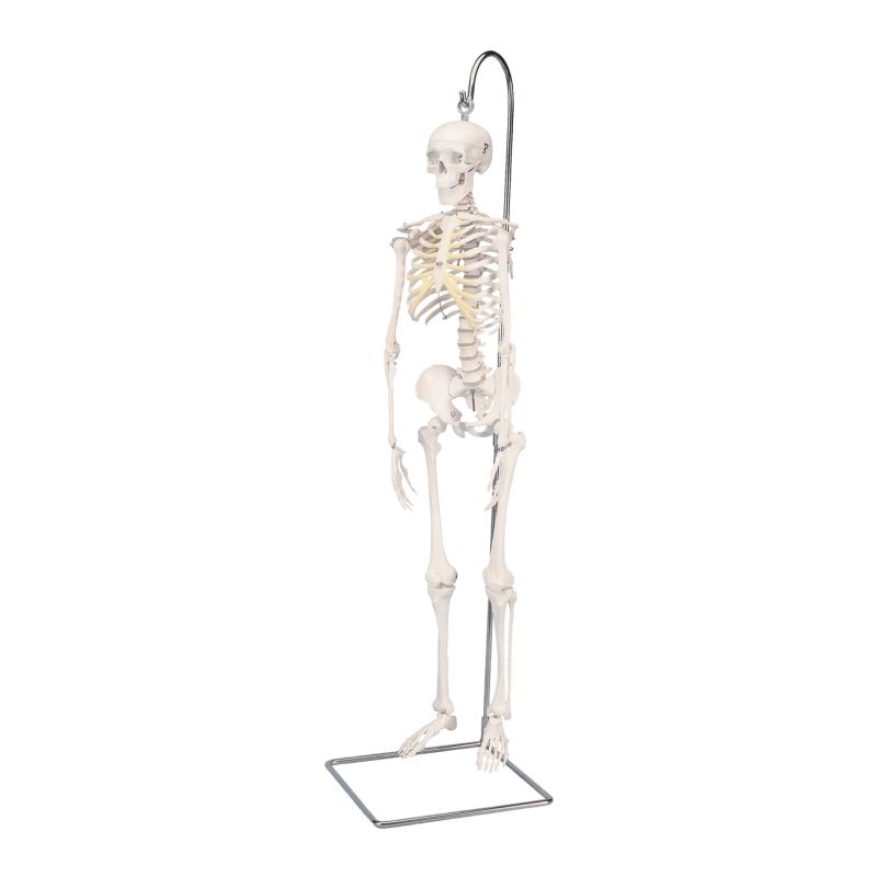 Shorty the Mini Skeleton - MedicalSupplies.co.uk