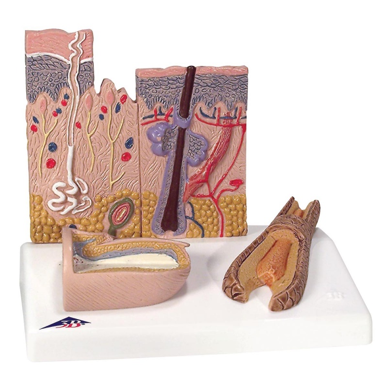 Skin, Hair and Nail Microscopic Structures Model - MedicalSupplies.co.uk