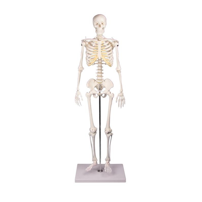 Erler-Zimmer Miniature Skeleton Model Tom - MedicalSupplies.co.uk