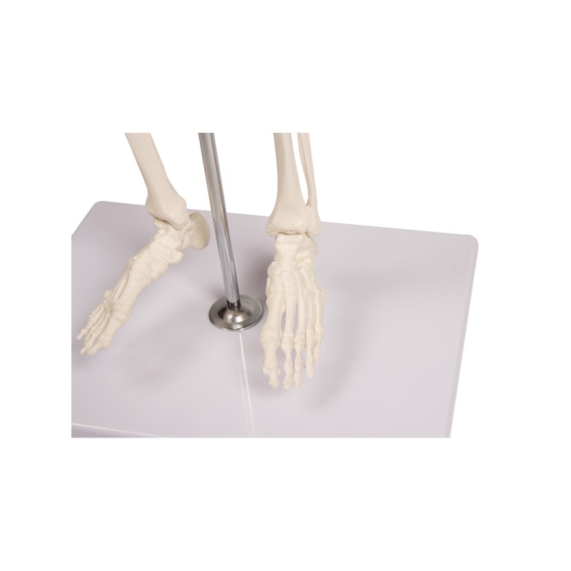 Erler-Zimmer Miniature Skeleton Model Tom - MedicalSupplies.co.uk