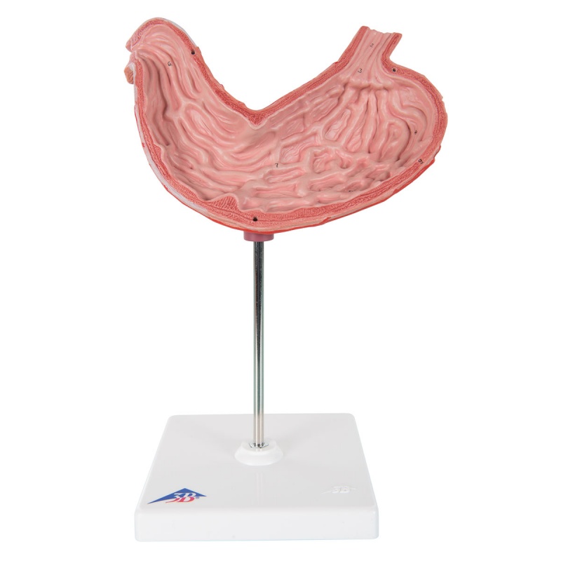 Stomach Model (2-Part) - MedicalSupplies.co.uk