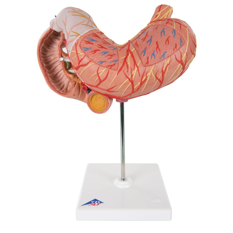 Stomach Model (3-Part) - MedicalSupplies.co.uk