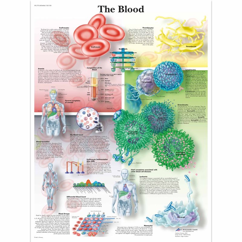 The Blood Chart - MedicalSupplies.co.uk