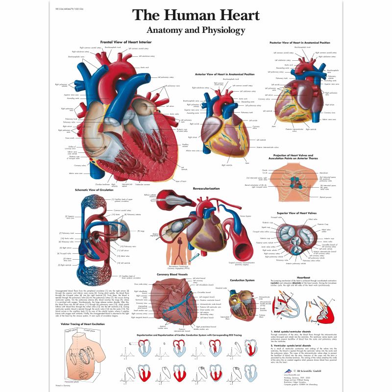 The Human Heart Chart (Laminated) - MedicalSupplies.co.uk