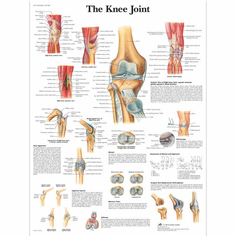 The Knee Joint Chart - MedicalSupplies.co.uk