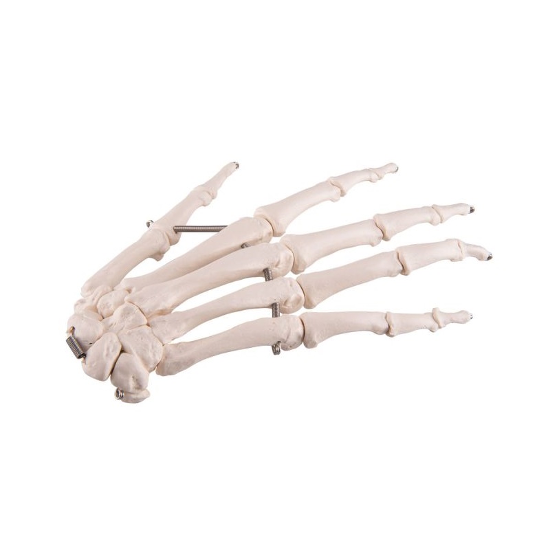 Wire Mounted Hand Skeleton - MedicalSupplies.co.uk