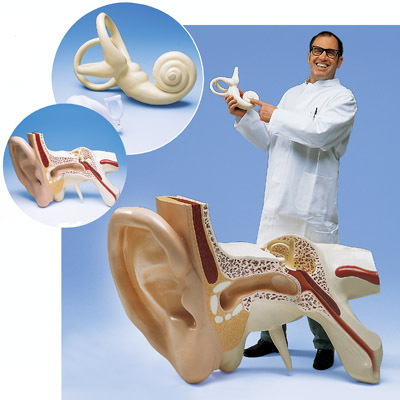 World's Largest Ear Model (3-Part) - MedicalSupplies.co.uk