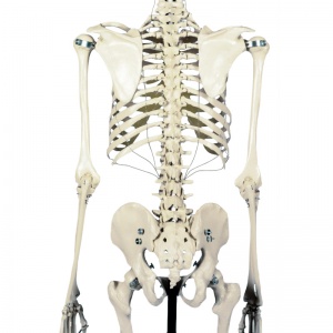 Full Size Skeletons - MedicalSupplies.co.uk
