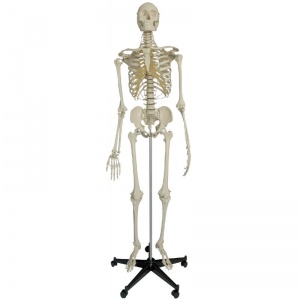 Full Size Skeletons - MedicalSupplies.co.uk