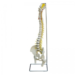 Full Size Skeletons - MedicalSupplies.co.uk