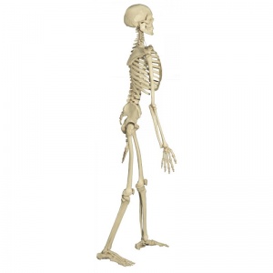 Full Size Skeletons - MedicalSupplies.co.uk