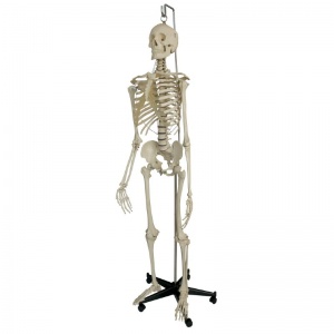 Full Size Skeletons - MedicalSupplies.co.uk