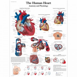 The Human Heart Chart (Laminated) - MedicalSupplies.co.uk