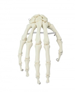Forearm and Hand Skeleton Model - MedicalSupplies.co.uk