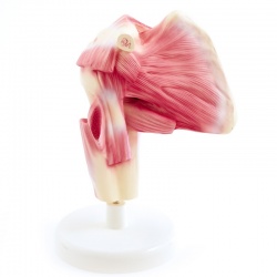 Musculature Models - MedicalSupplies.co.uk