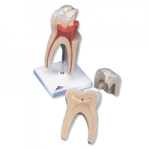 Classic Tooth Models (5 Options, 23 - 29cm) - MedicalSupplies.co.uk